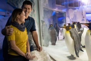 Auckland: Hop-On Hop-Off Explorer Bus Ticket in Auckland