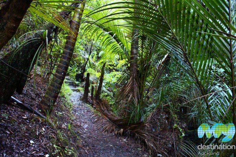 Kauri Park in Auckland | My Guide Auckland