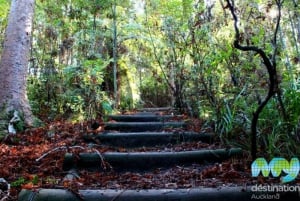 Kauri Park in Auckland | My Guide Auckland