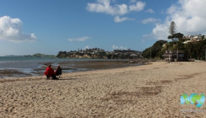 Army Bay in Auckland | My Guide Auckland