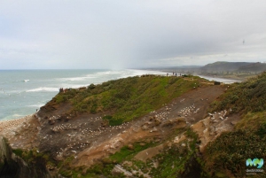 Muriwai Regional Park in Auckland | My Guide Auckland