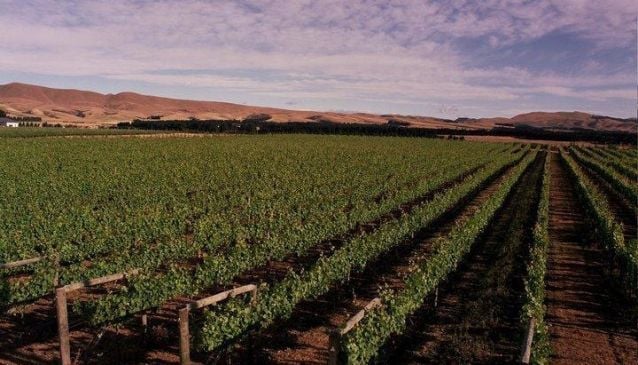 Terrace Edge Winery in Christchurch | My Guide Christchurch