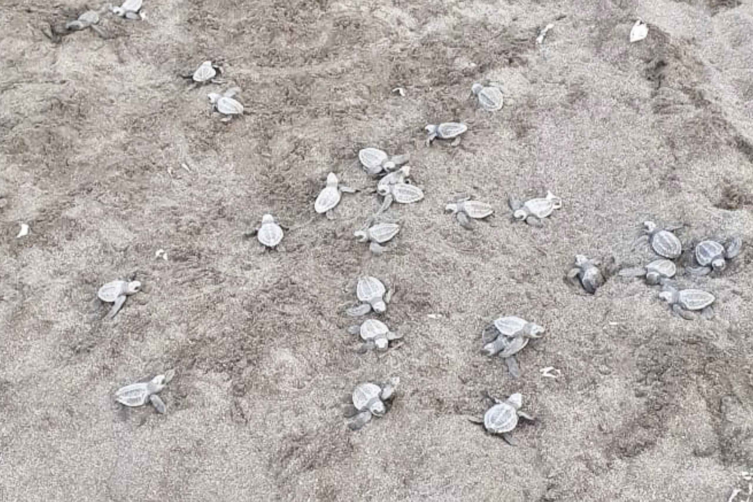 Playa Minas: Sea Turtle Watching Tour in Costa Rica