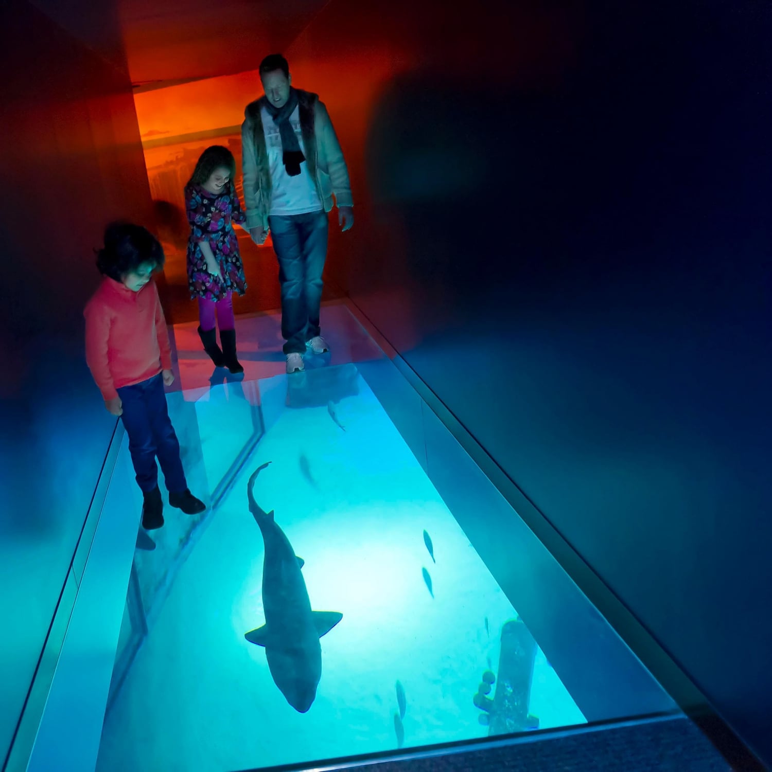 Sea Life London Aquarium in London | My Guide London