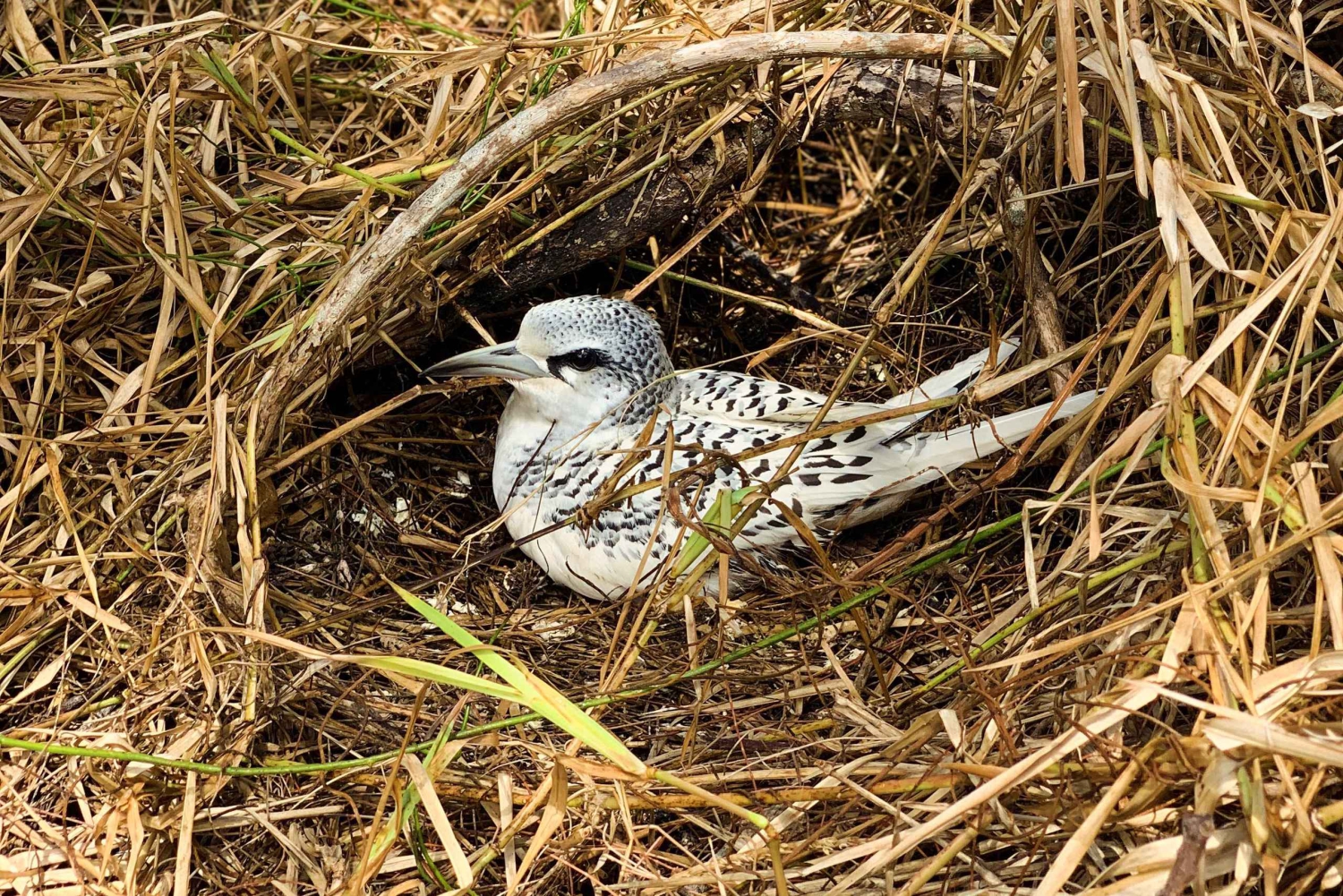 Mauritius: Katamaransejlads til Gabriel Island og Flat Island in Mauritius