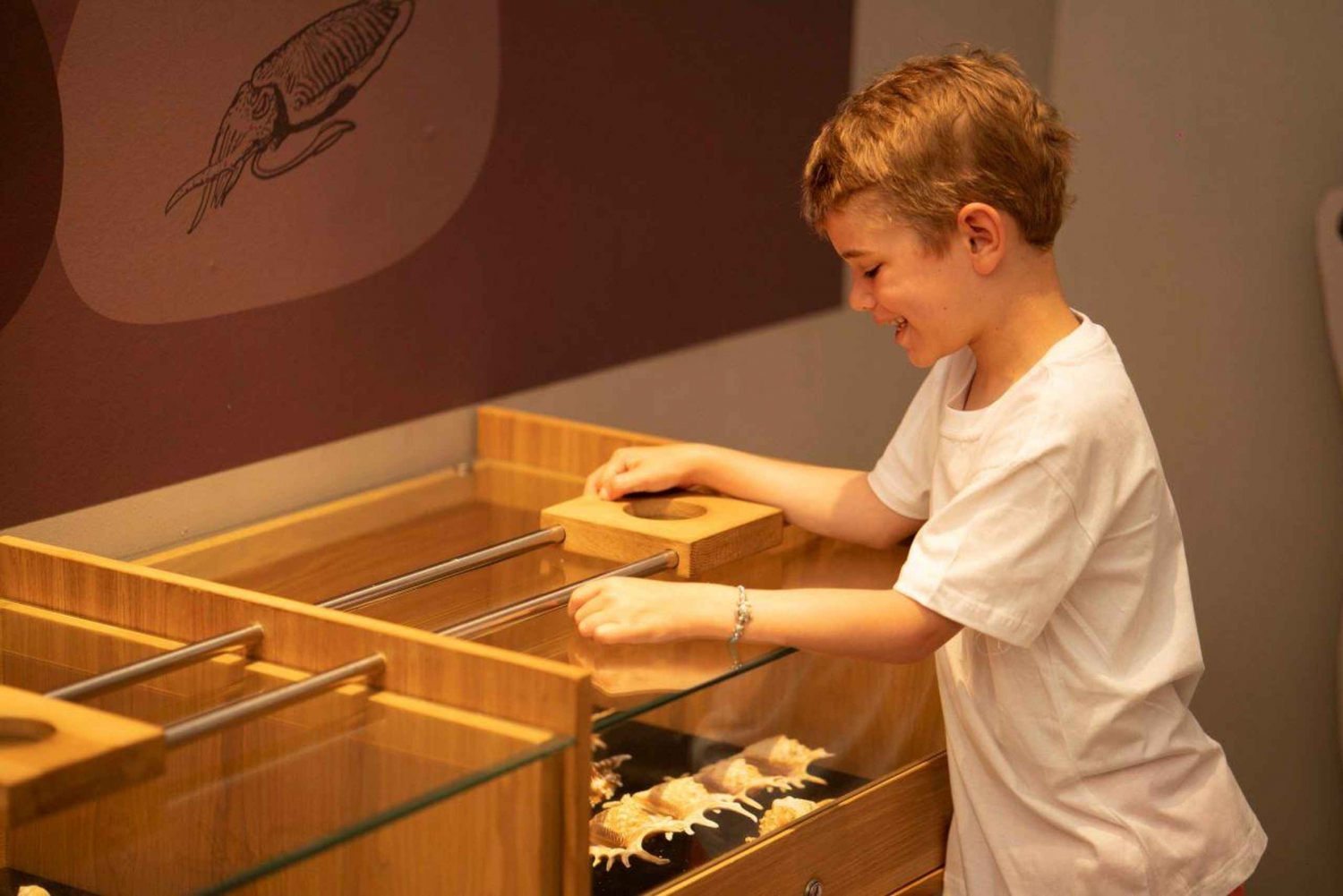 Bel Ombre: Largest Shells collection (World of Seashells) in Mauritius