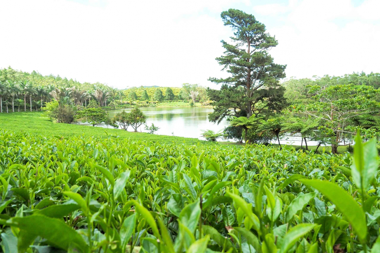 Tea, Rum & Vanilla Route in Mauritius