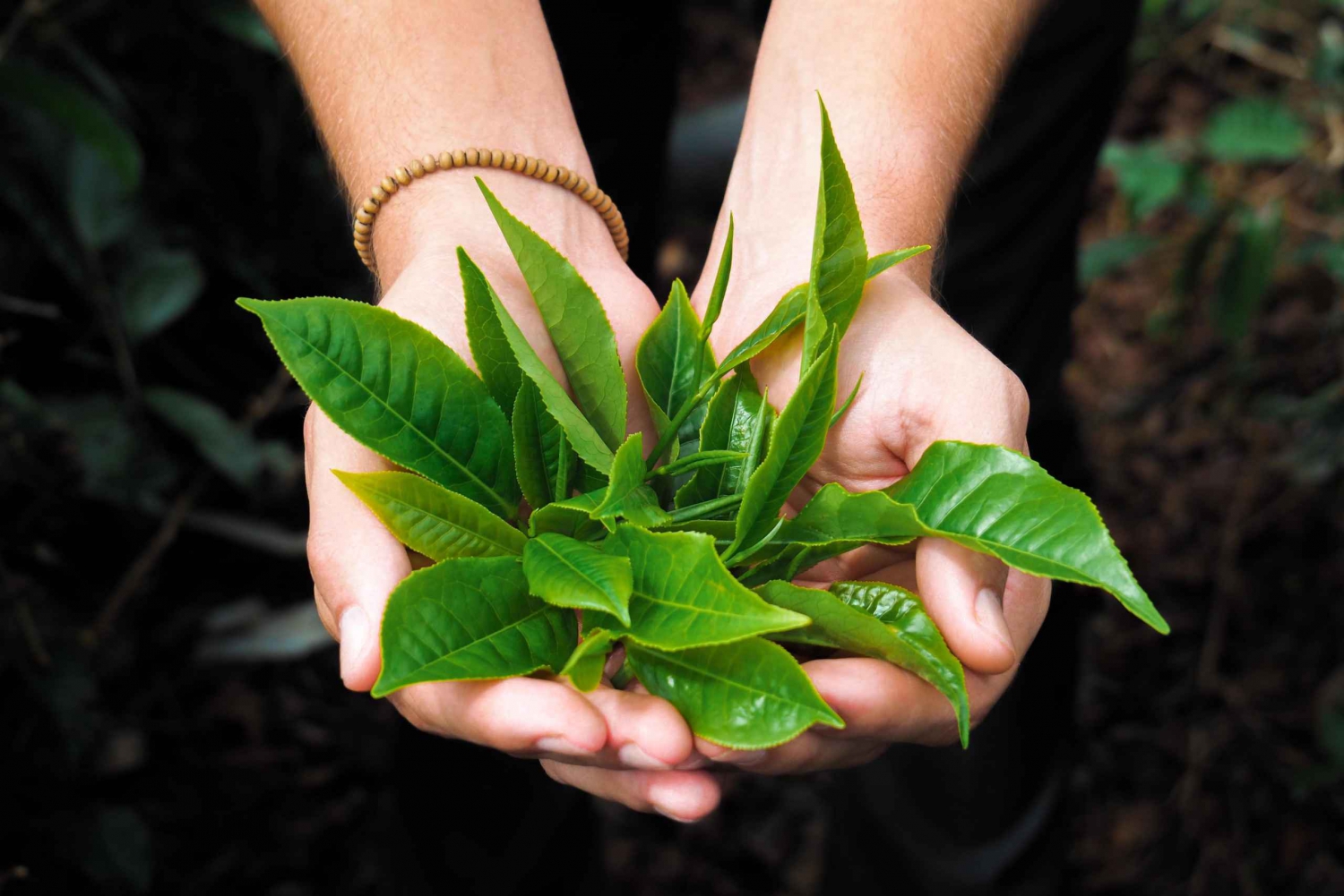 Tea, Rum & Vanilla Route in Mauritius