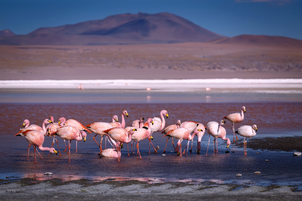 R serve Nationale Des Flamencos In Chile