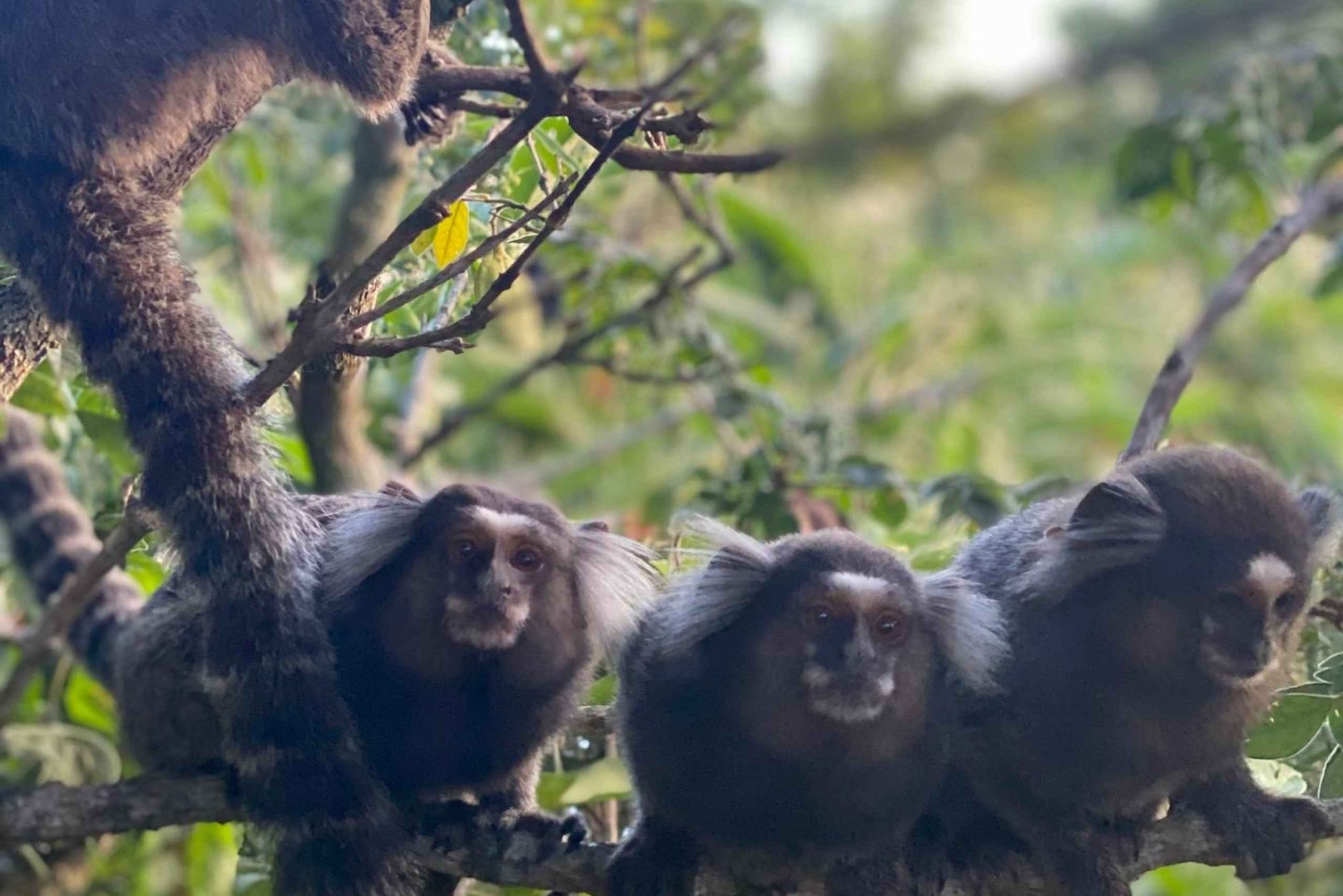 Rio de Janeiro: Secret Trail and Incredible View + Waterfall in Rio de ...