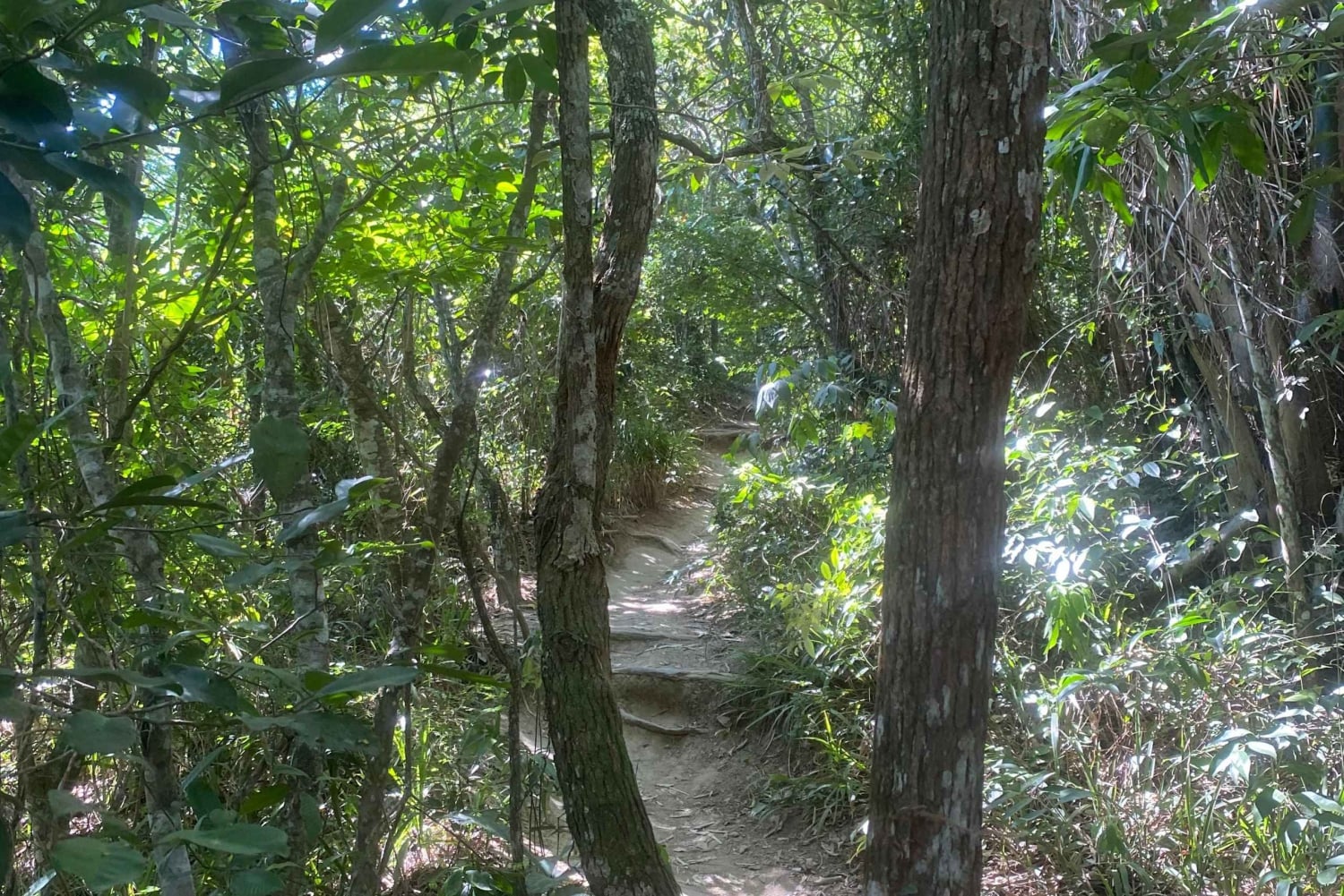 Two Brothers Mountain Hike - Trilha do Morro Dois Irmãos in Rio de Janeiro