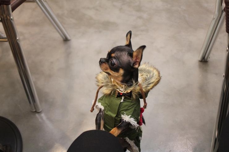 Chicu Chicu Pet Cafe & Shop in Seoul | My Guide Seoul