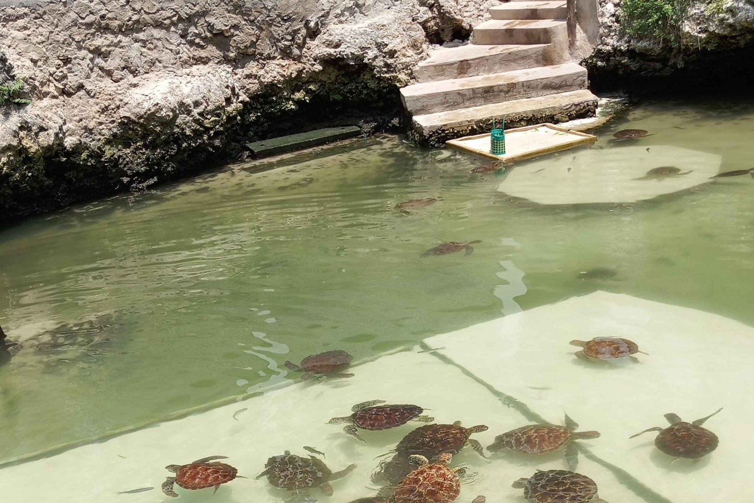 THE GREEN ZOO, PARK & SEA TORTOISE SANCTUARY TOUR in Tanzania