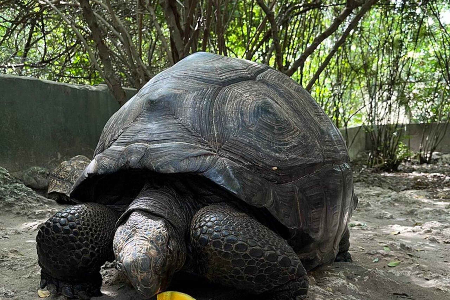 Zanzibar: Mnemba Island, Sea turtles Aquarium & Nungwi Zoo in Tanzania